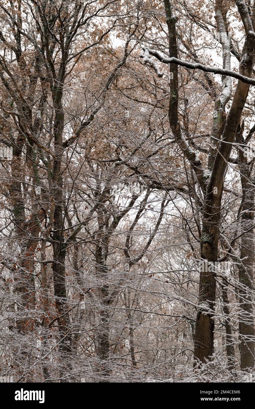 Beech trees covered in snow in a woodland setting Stock Photo - Alamy