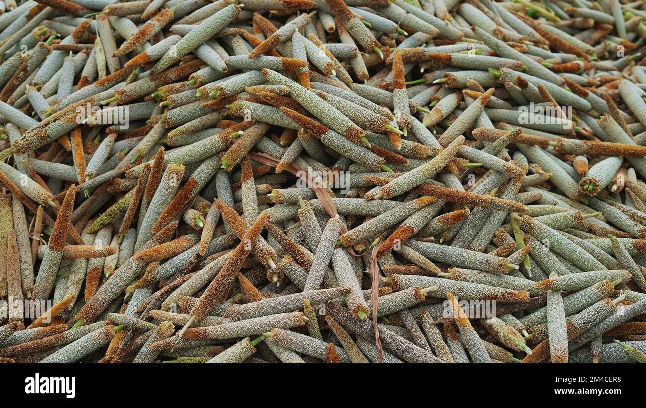 Pearl Millet (Bajra). Many organic millet ears heap in the field. Pile ...