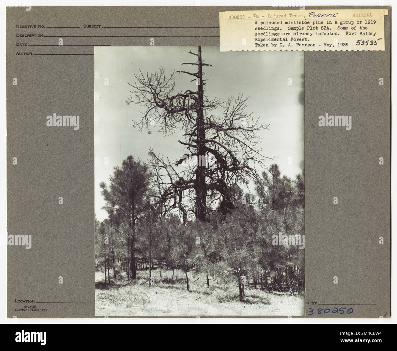 Parasites - All States. Photographs Relating to National Forests ...