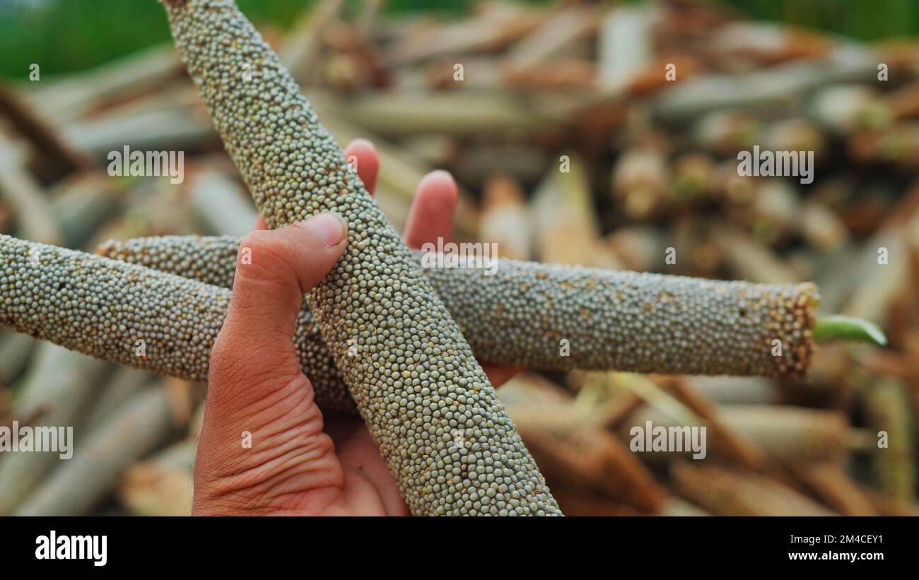 Pearl Millet (Bajra). Many organic millet ears heap in the field. Pile ...