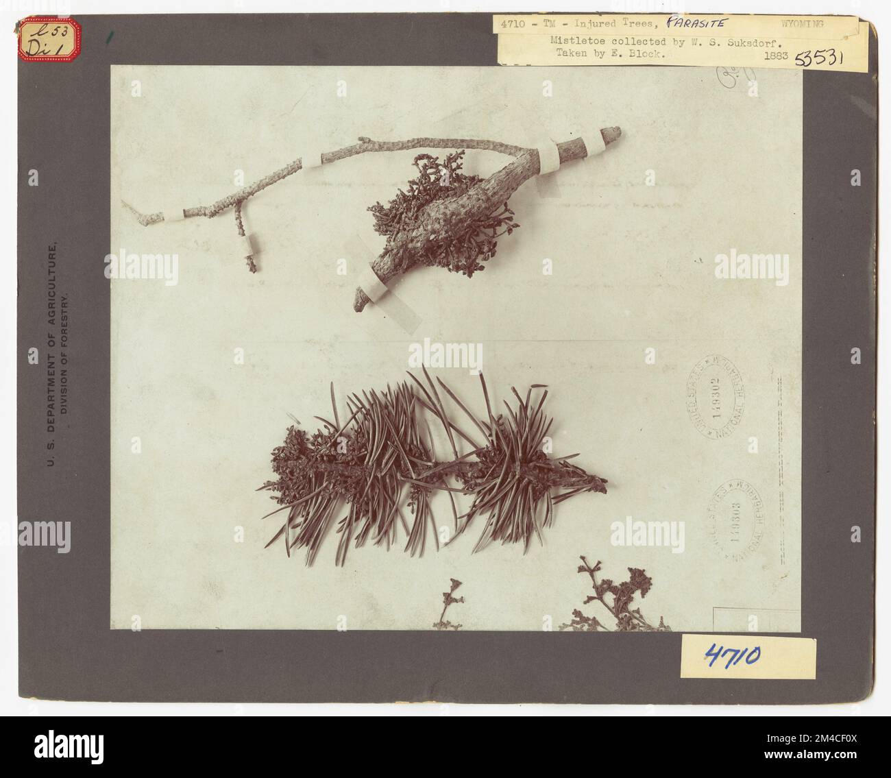 Parasites - All States. Photographs Relating to National Forests ...