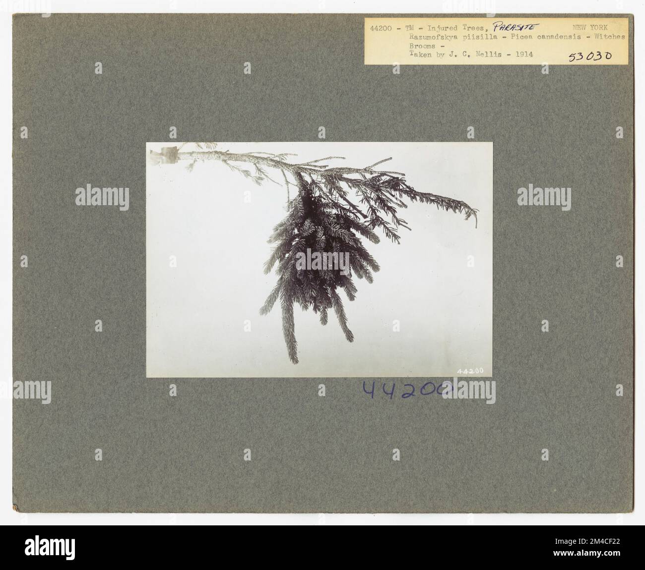 Parasites - All States. Photographs Relating to National Forests ...