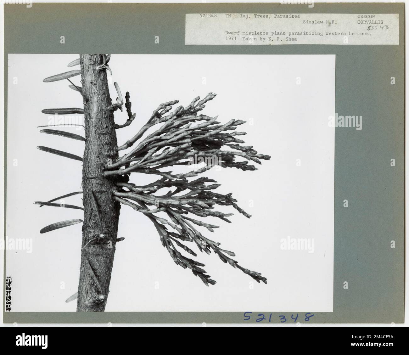 Parasites - All States. Photographs Relating to National Forests ...