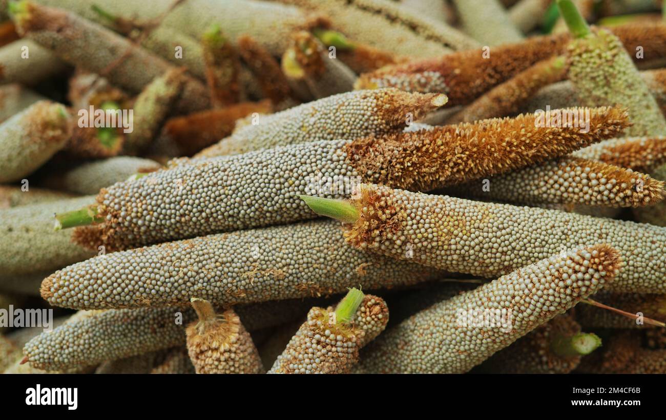 Pearl Millet (Bajra). Many organic millet ears heap in the field. Pile ...