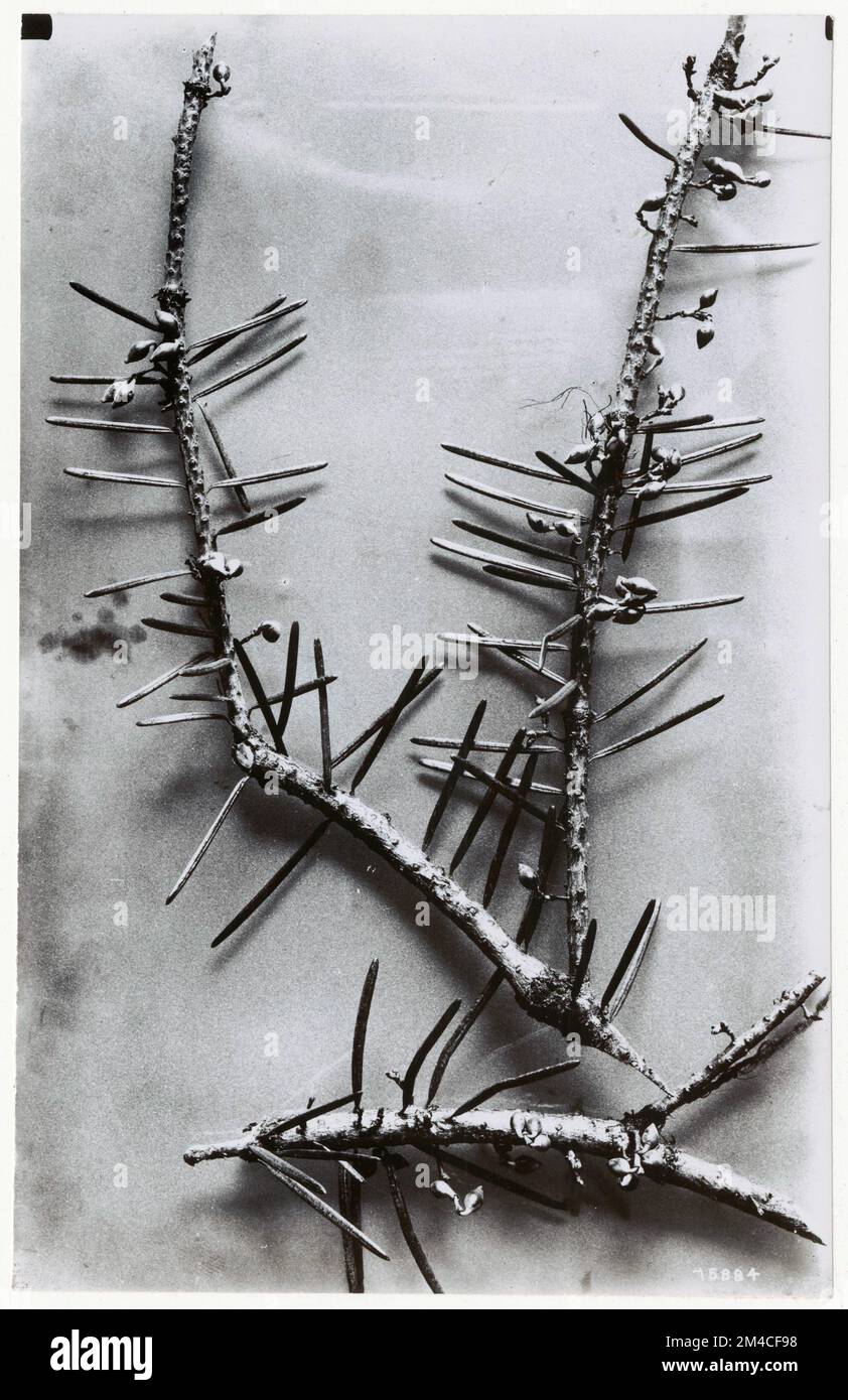 Forest Diseases - Oregon. Photographs Relating to National Forests ...