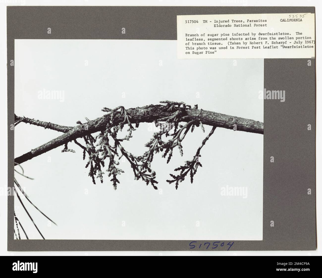 Parasites - All States. Photographs Relating to National Forests ...