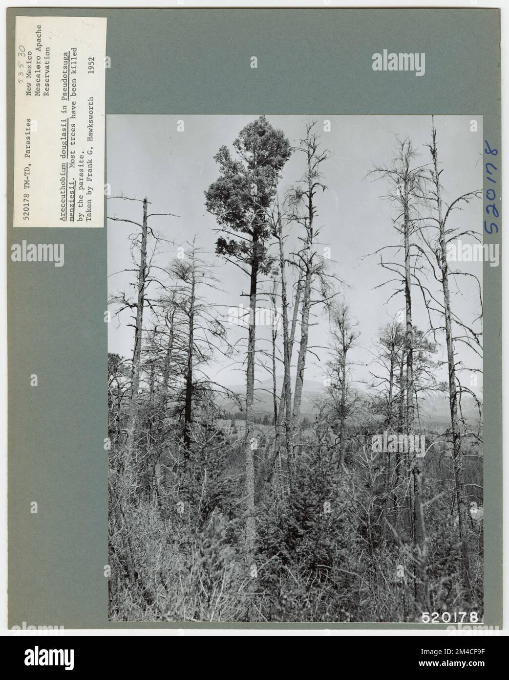 Parasites - All States. Photographs Relating to National Forests ...