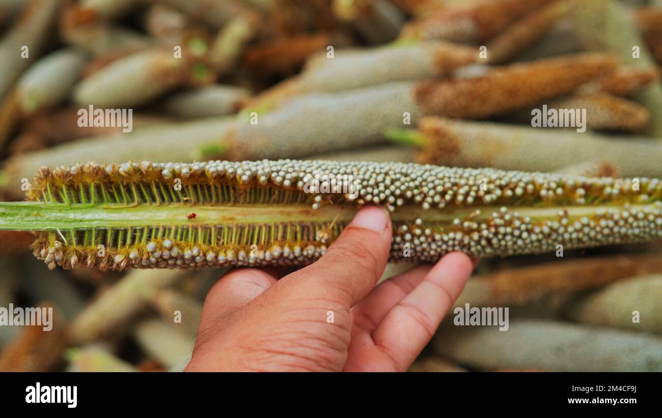 Pearl Millet (Bajra). Many organic millet ears heap in the field. Pile ...