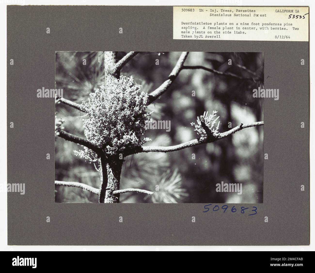 Parasites - All States. Photographs Relating to National Forests ...