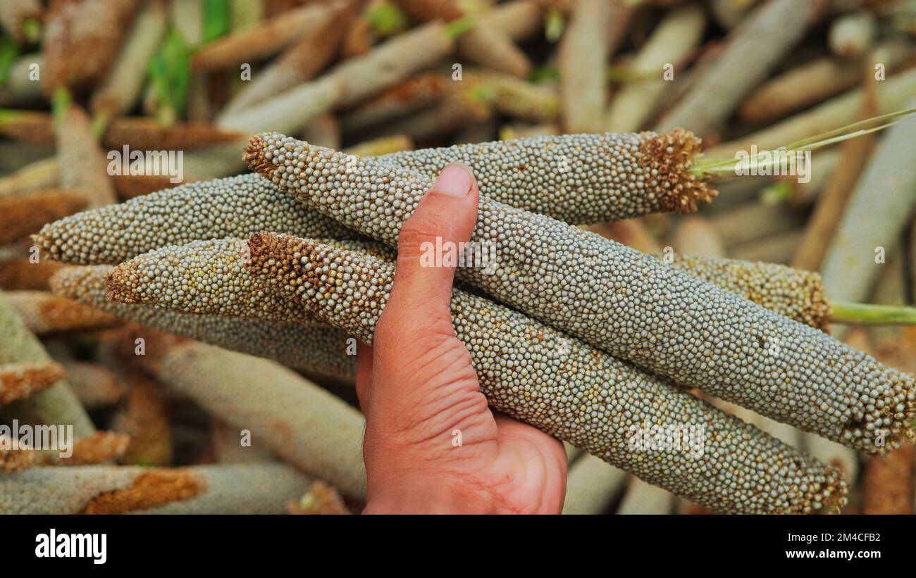 Pearl Millet (Bajra). Many organic millet ears heap in the field. Pile ...