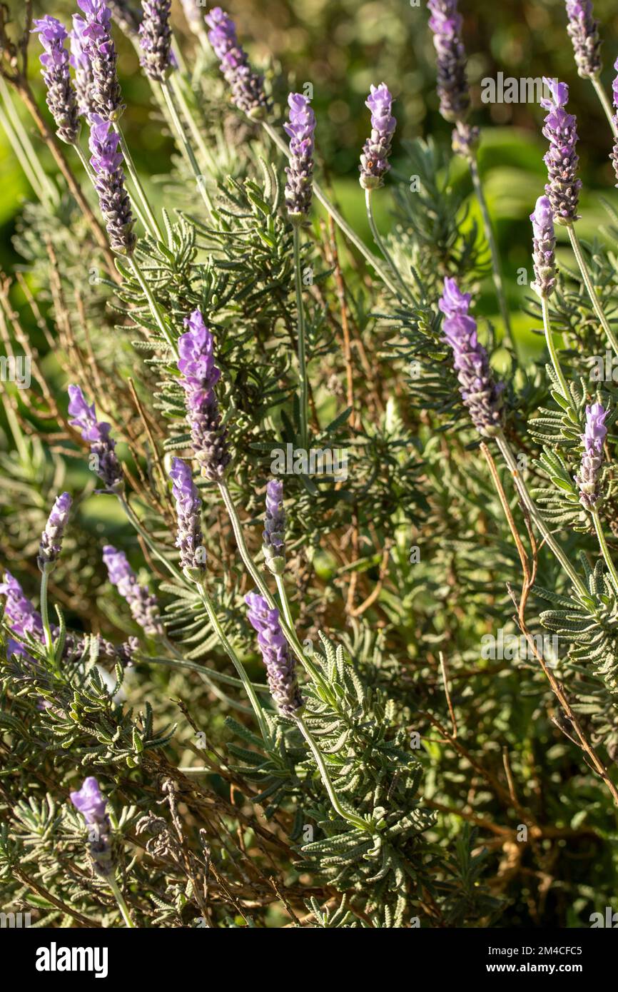 Close up natural plant portrait of Lavandula Dentata var. Dentata ...
