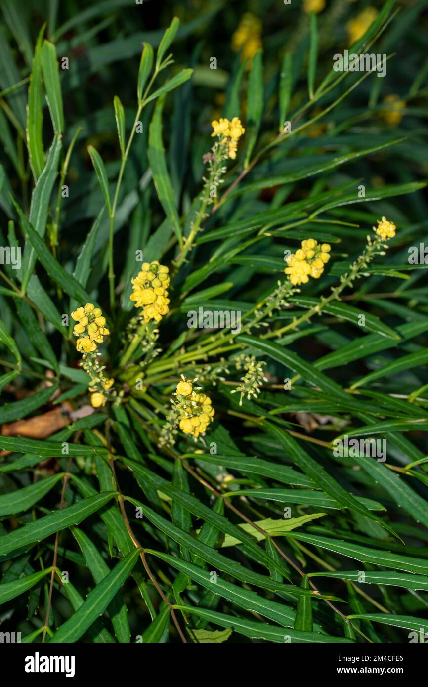 Delightful close up natural plant portrait of Mahonia Eurybracteata ...