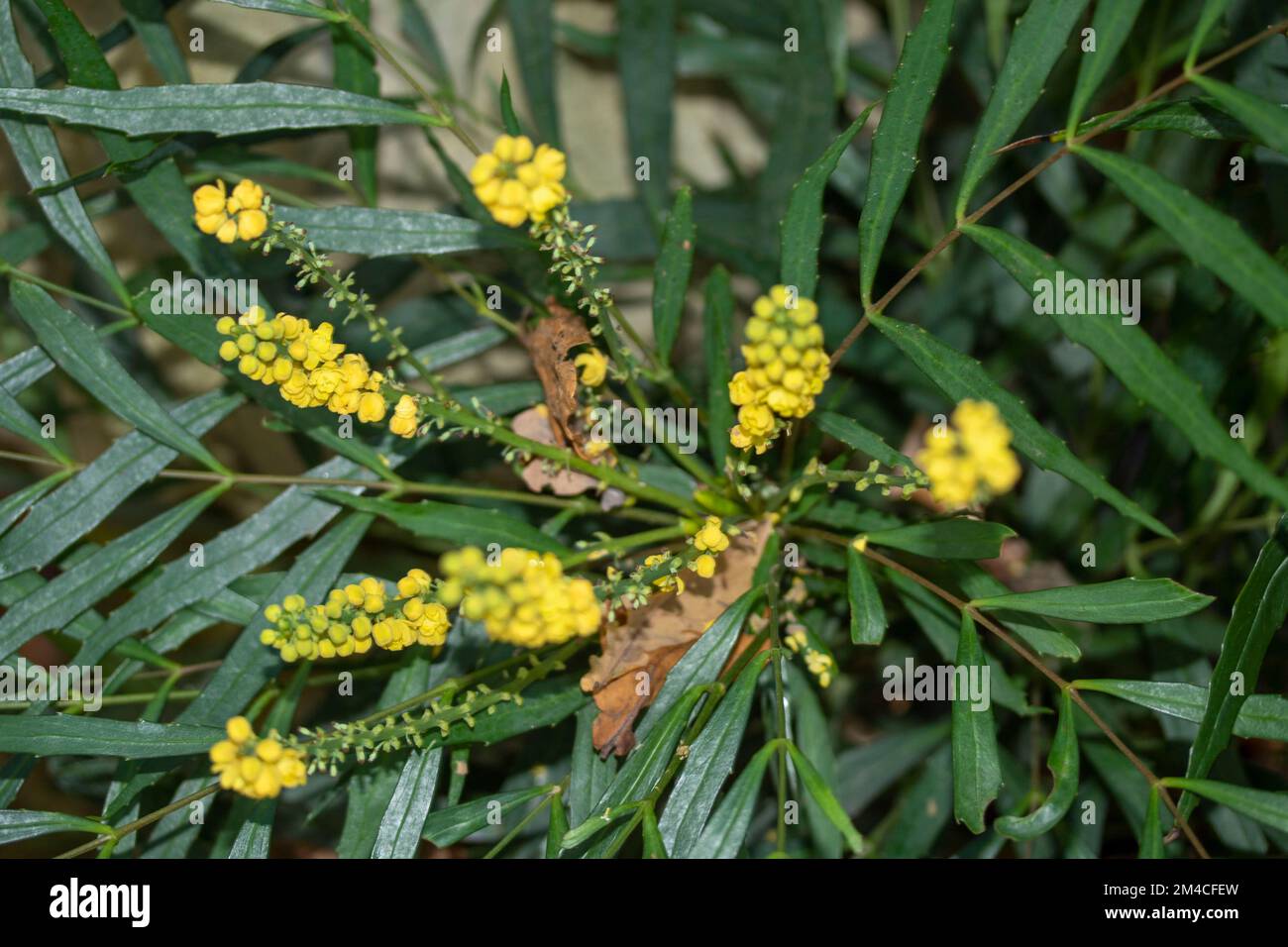 Delightful close up natural plant portrait of Mahonia Eurybracteata ...