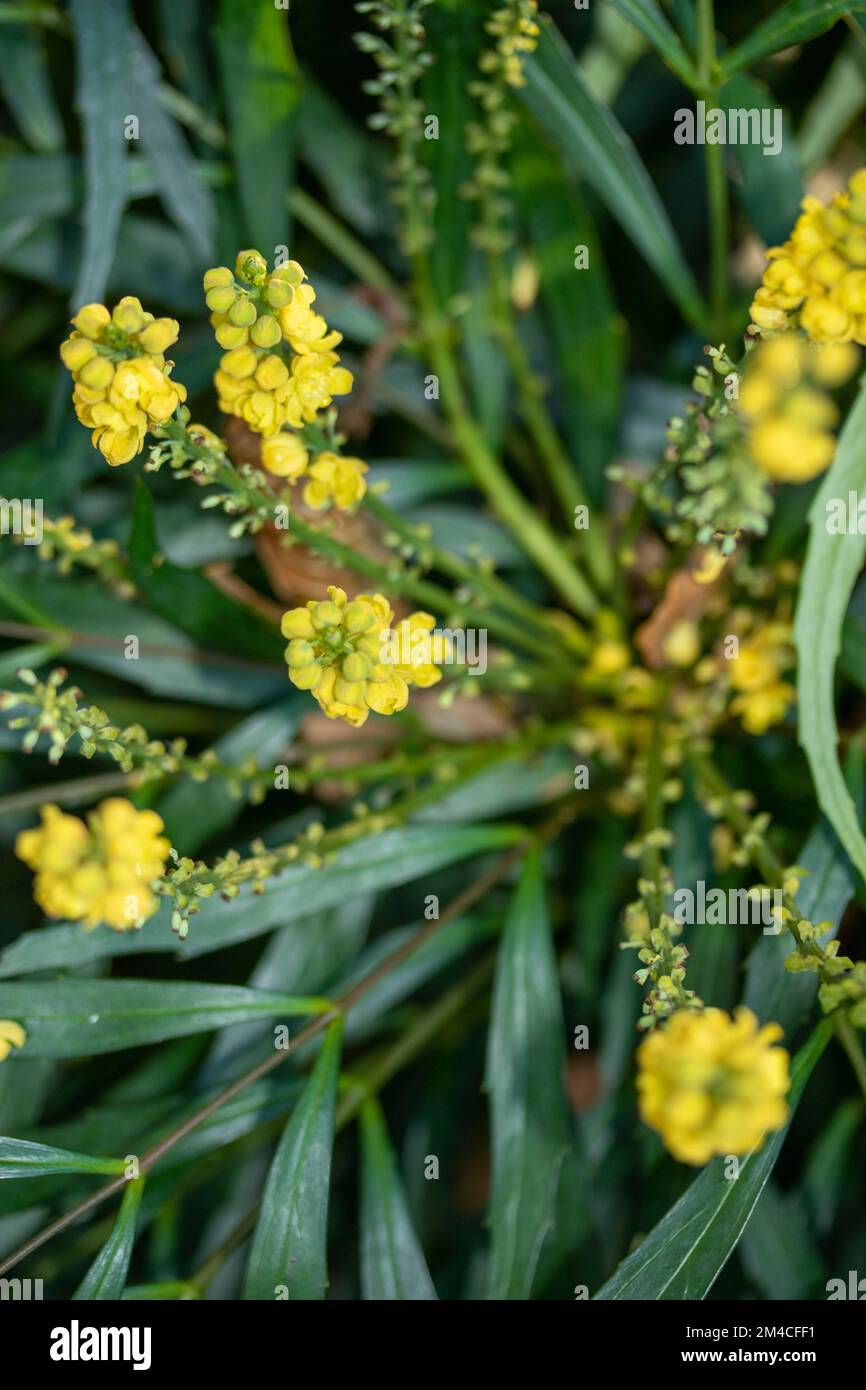 Delightful close up natural plant portrait of Mahonia Eurybracteata ...