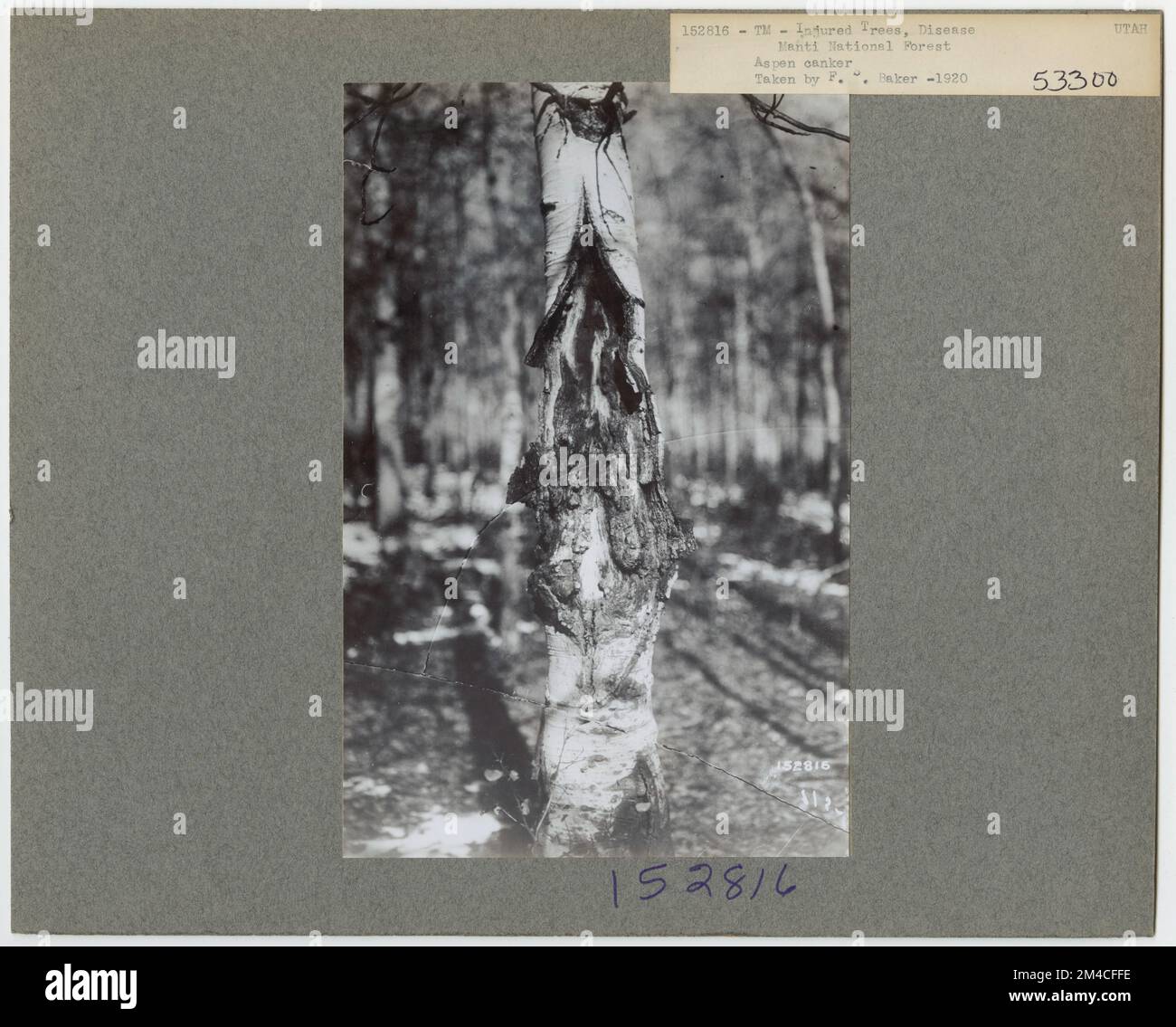 Forest Diseases - Utah. Photographs Relating to National Forests ...