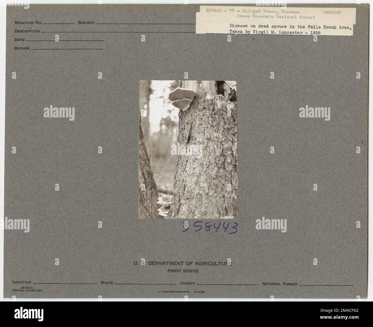 Forest Diseases - Vermont. Photographs Relating to National Forests ...