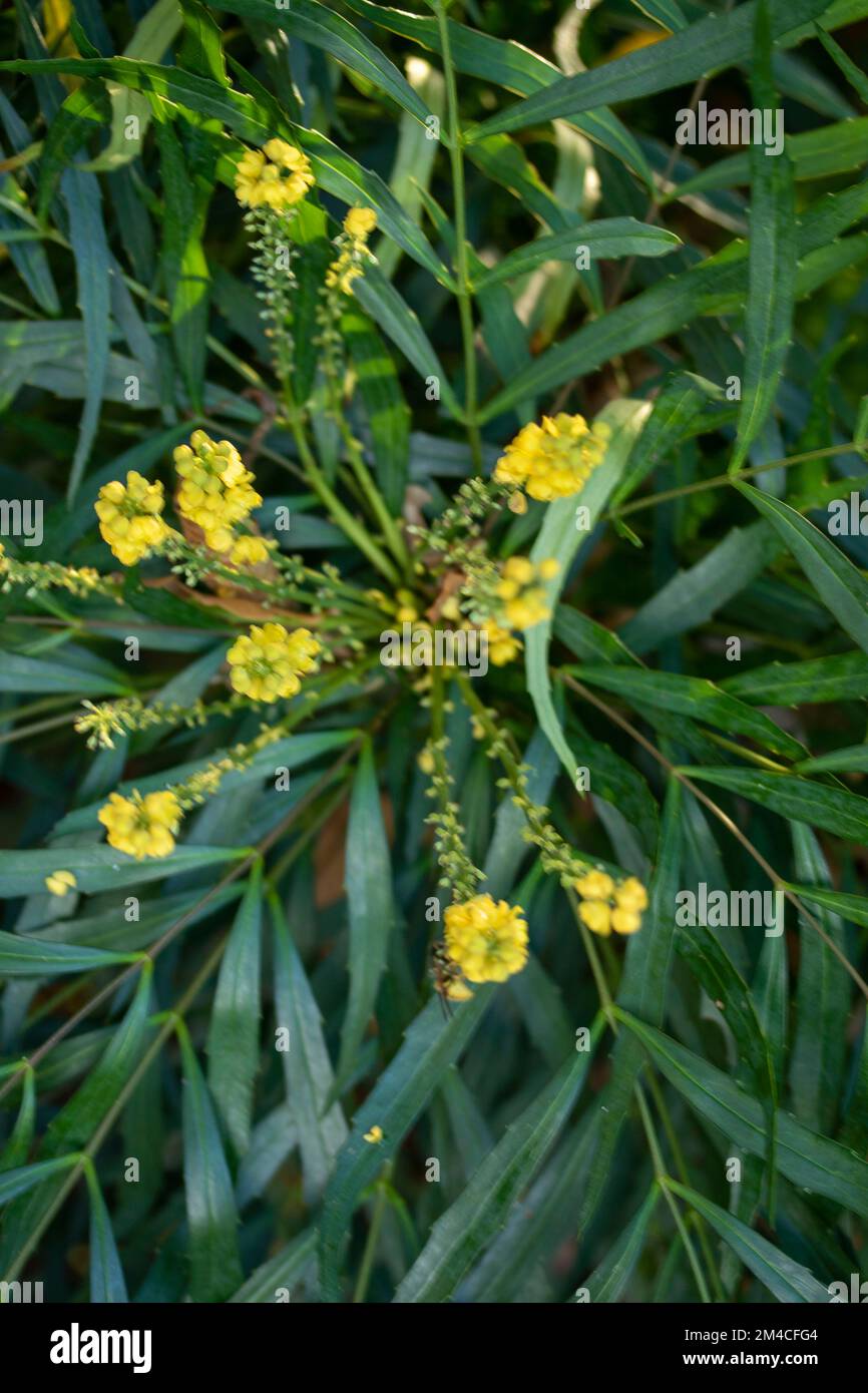 Delightful close up natural plant portrait of Mahonia Eurybracteata ...