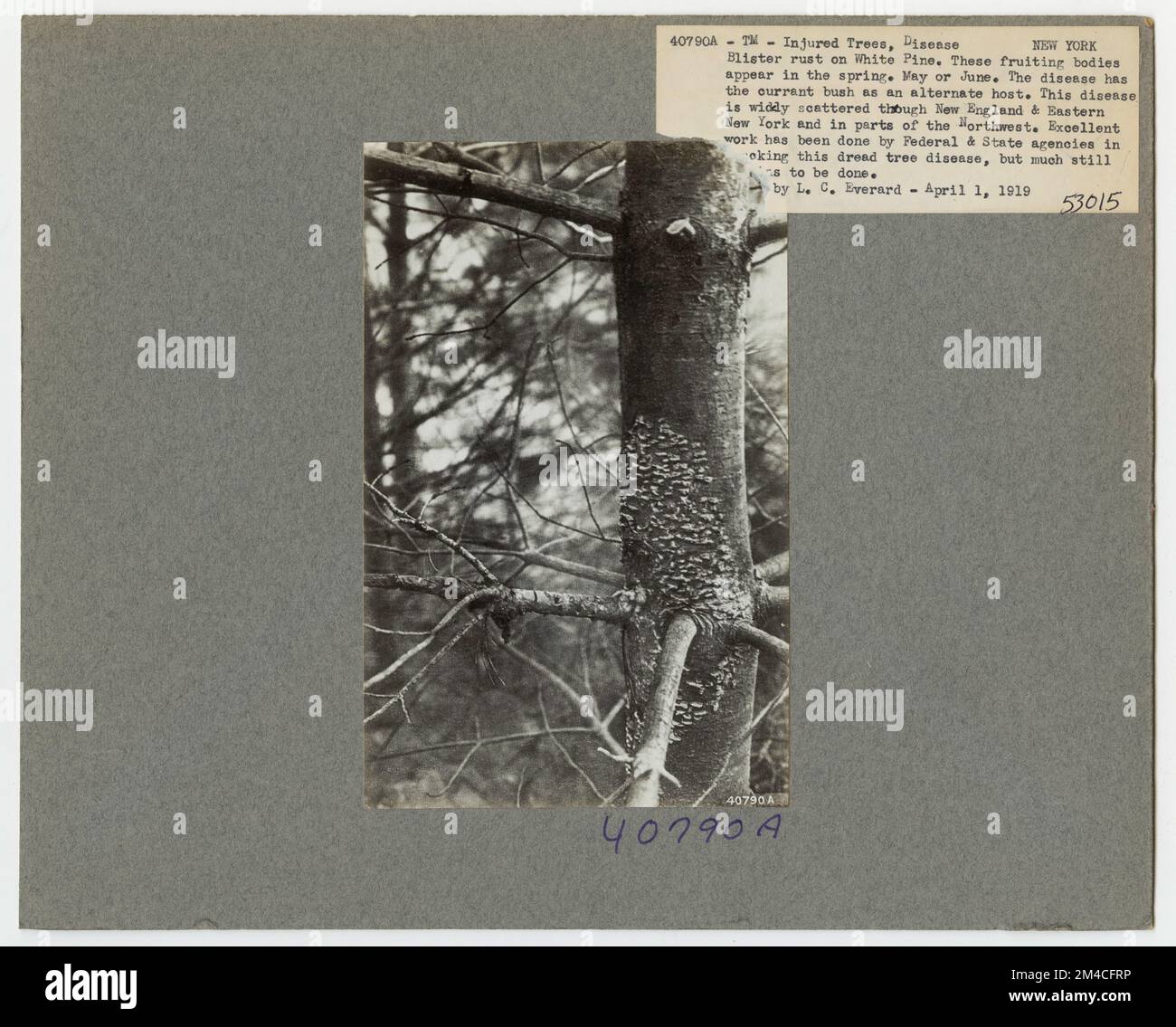 Forest Diseases - New York. Photographs Relating to National Forests ...