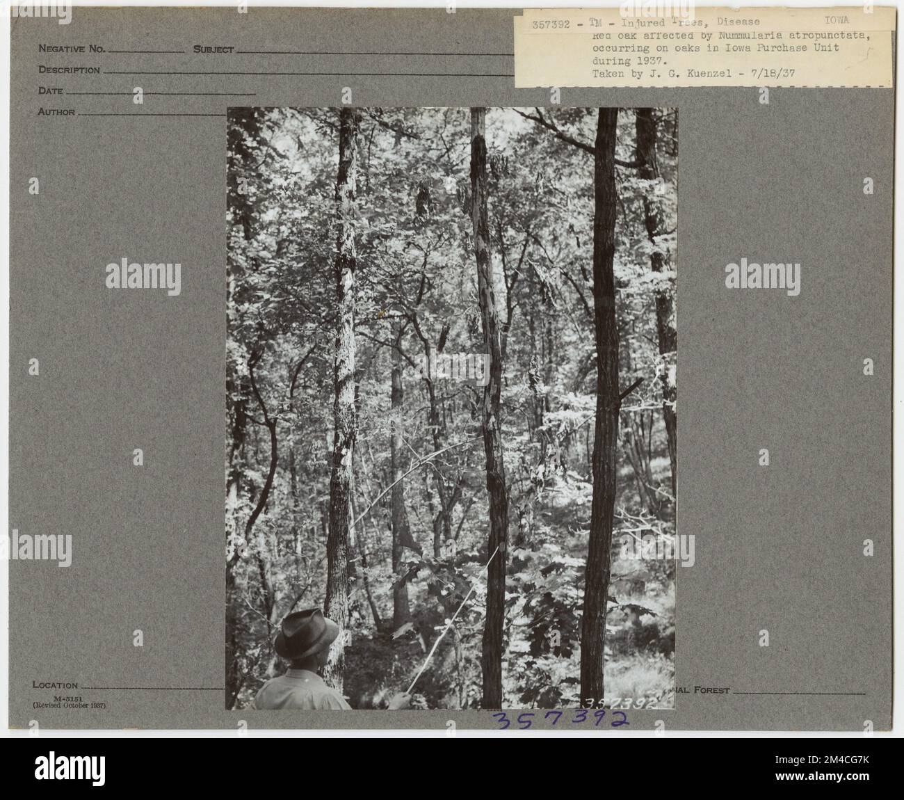 Forest Diseases - Iowa. Photographs Relating to National Forests ...
