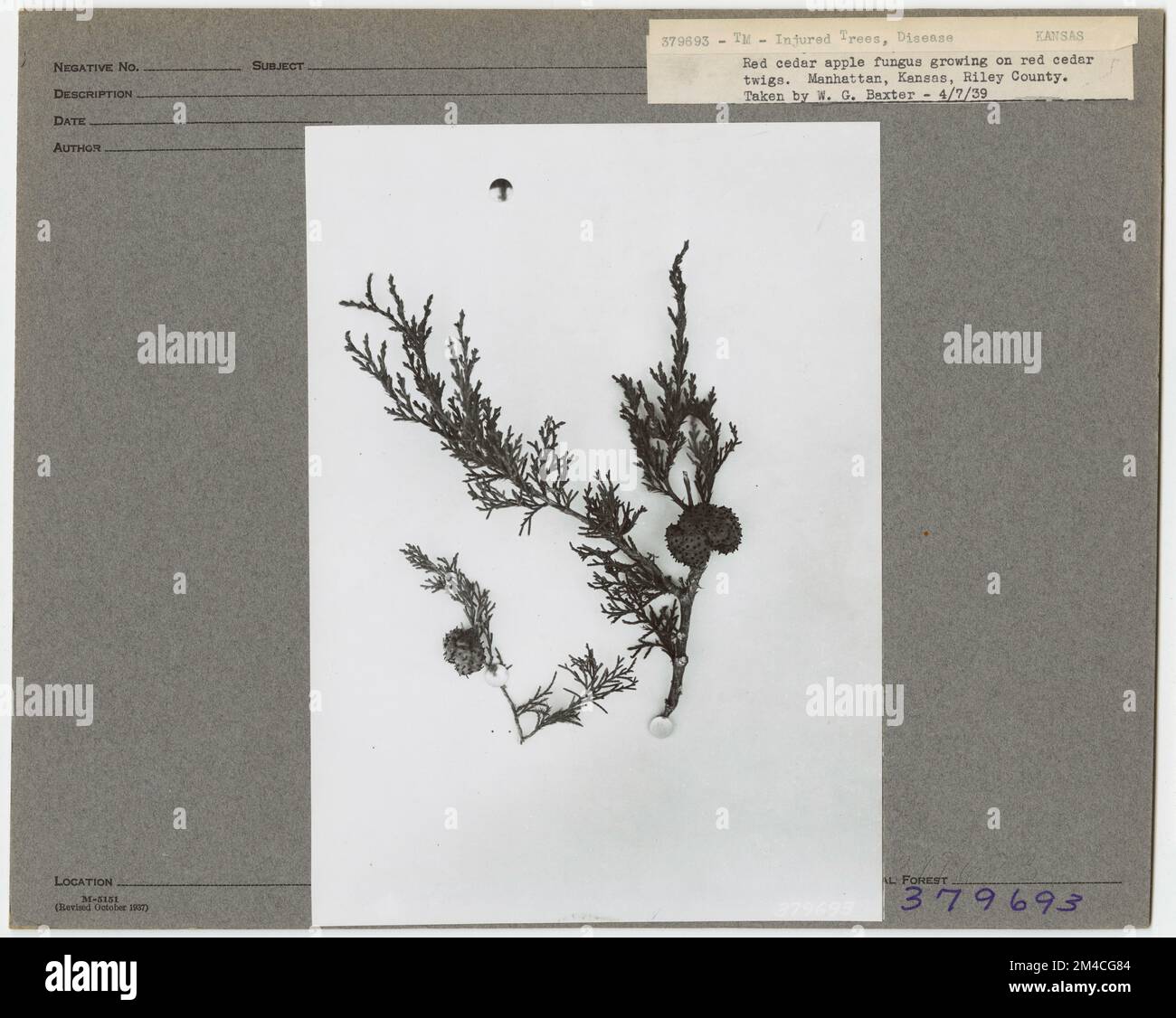 Forest Diseases - Kansas. Photographs Relating to National Forests ...