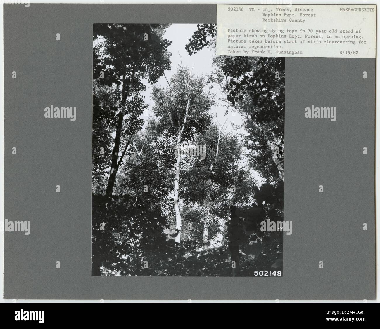 Forest Diseases - Massachusetts. Photographs Relating to National ...