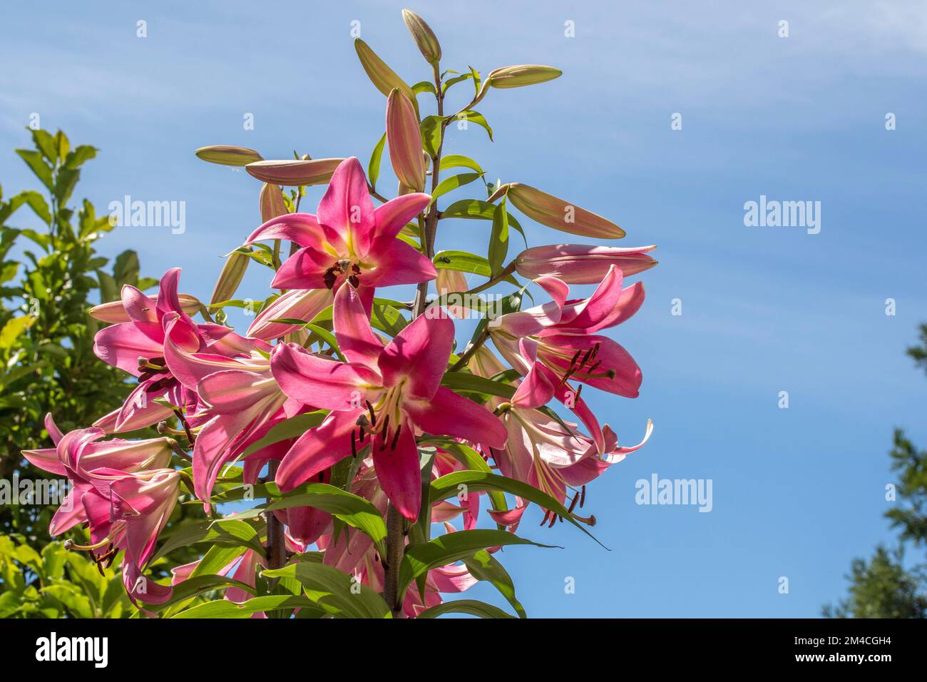 Glorious Oriental “Stargazer” Lily in close up. Natural flower portrait ...