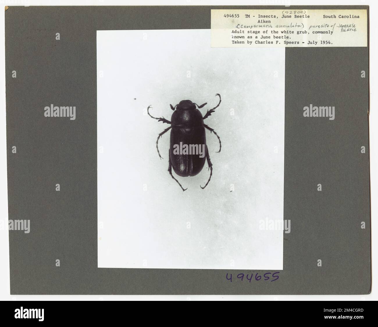 Predators of Insects - All States. Photographs Relating to National ...