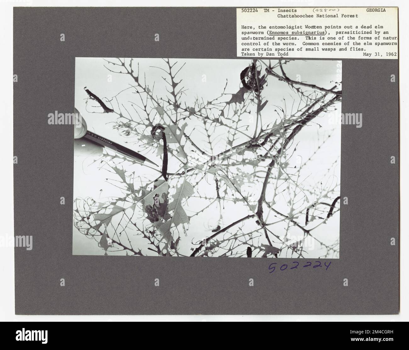 Natural Enemies of Insects - All States. Photographs Relating to ...