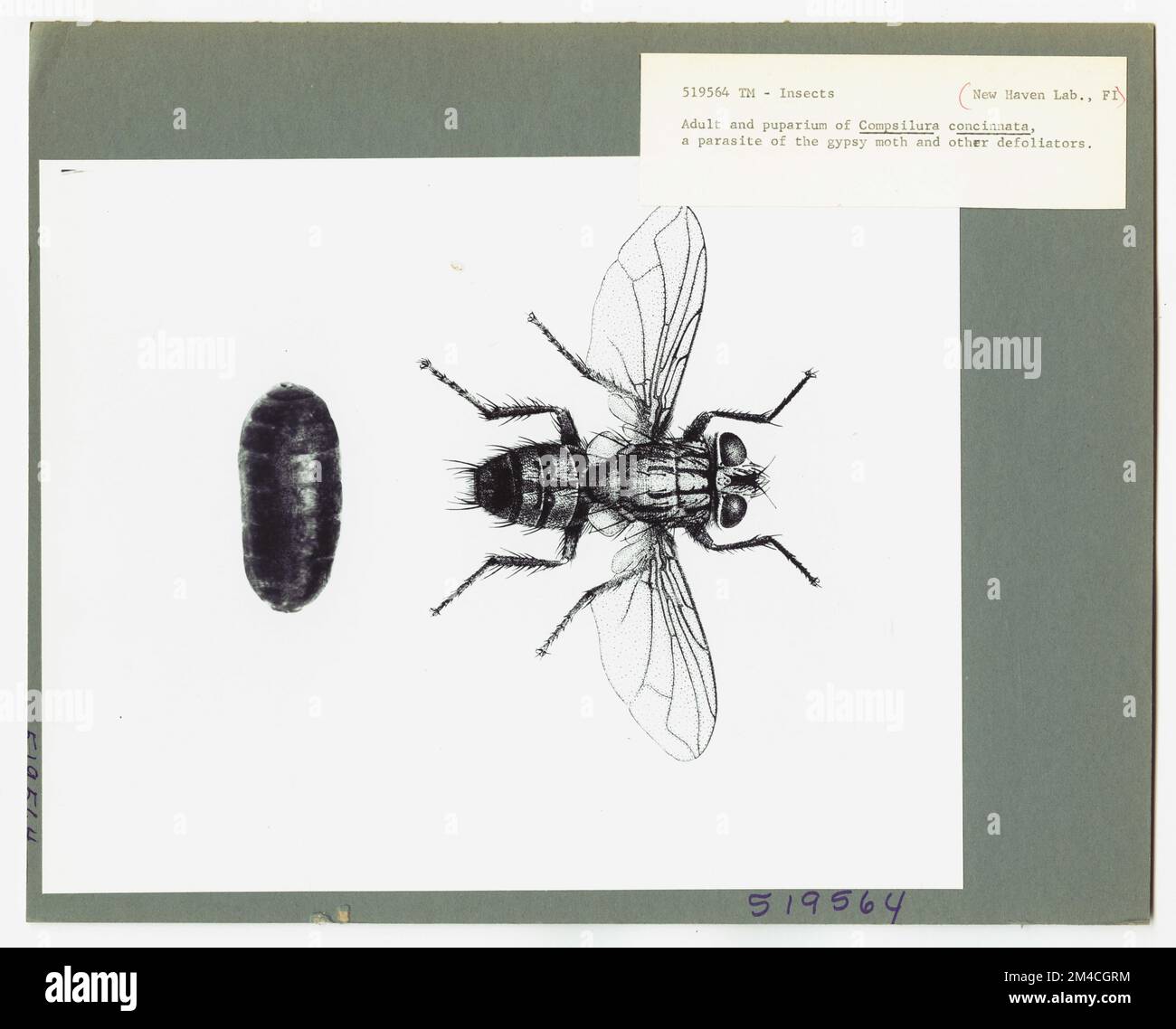 Parasites of Insects - All States. Photographs Relating to National ...