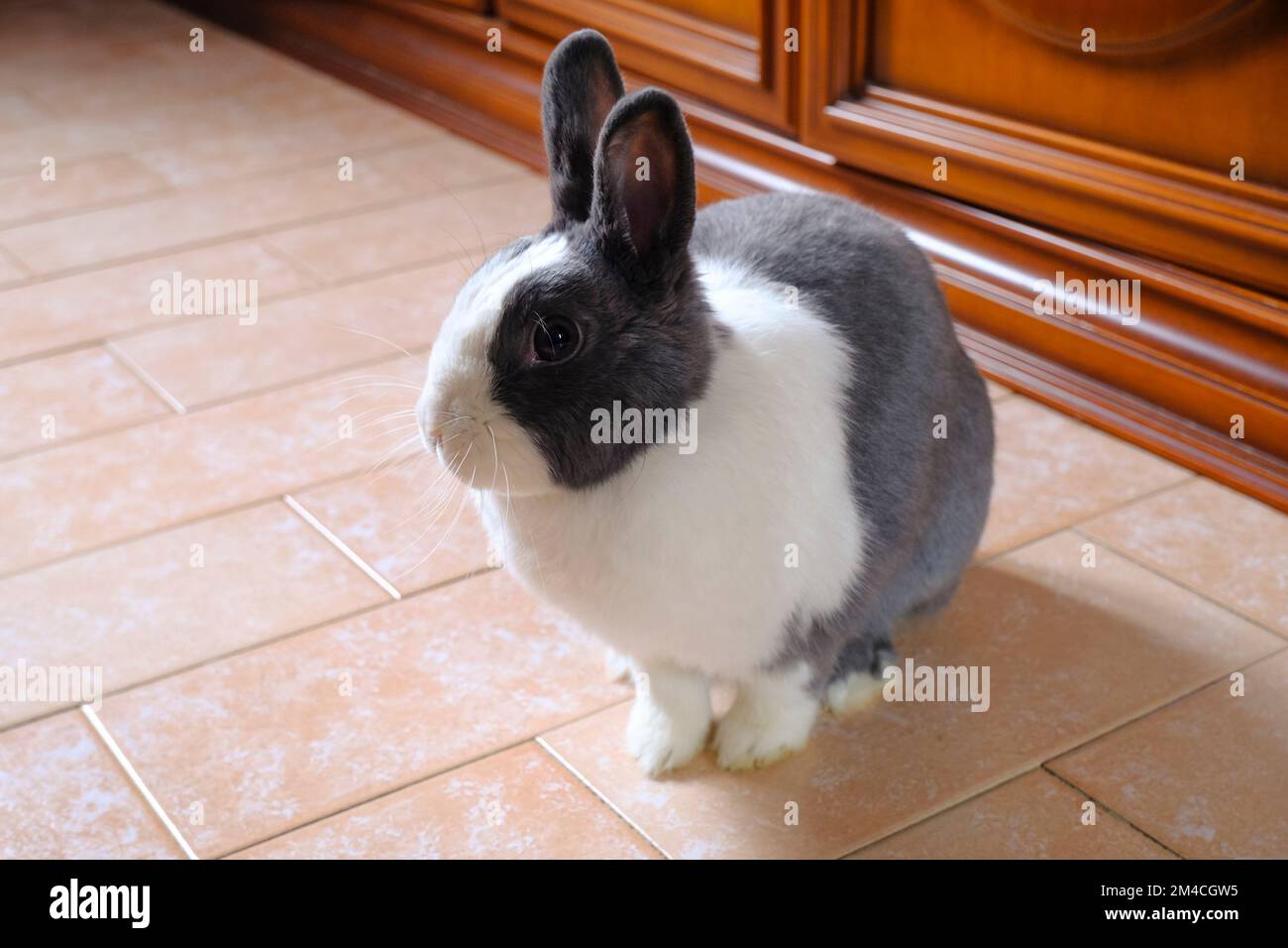 Adorable fluffy white and gray nano domestic rabbit running on the ...
