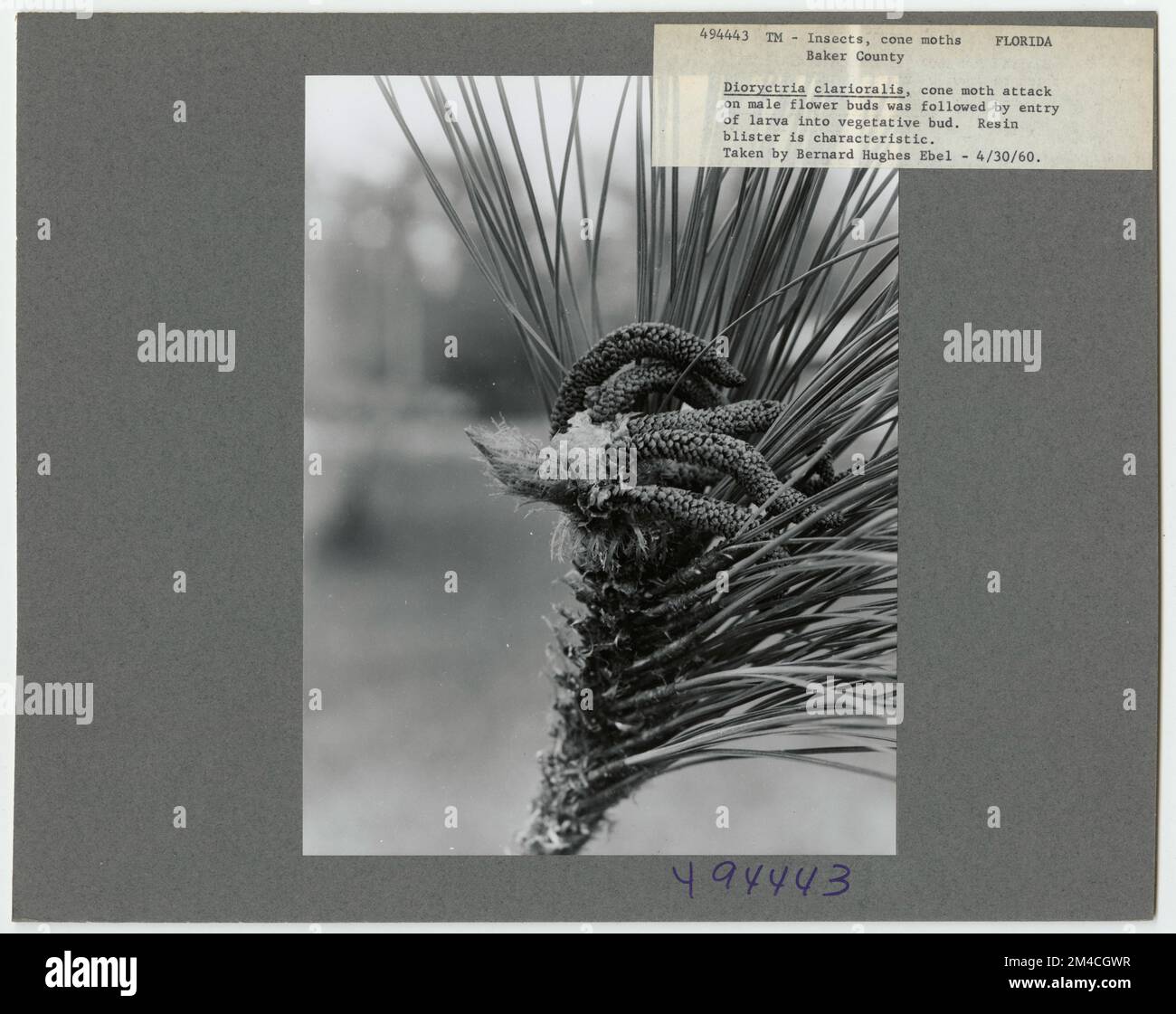 Root -Feeding Insects - All States. Photographs Relating to National ...