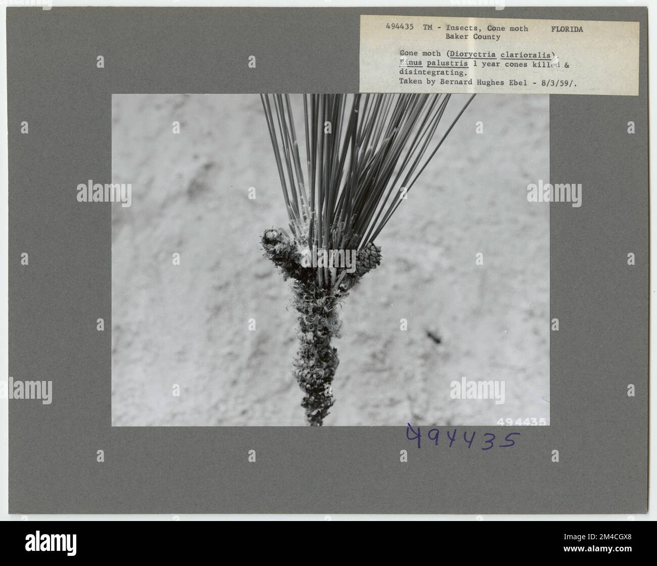 Root -Feeding Insects - All States. Photographs Relating to National ...