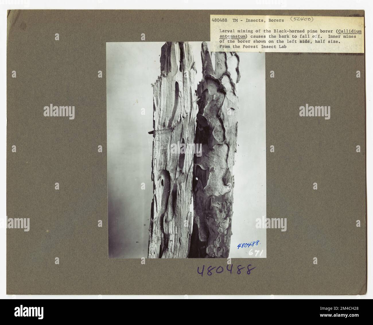 Wood Borers - All States. Photographs Relating to National Forests ...
