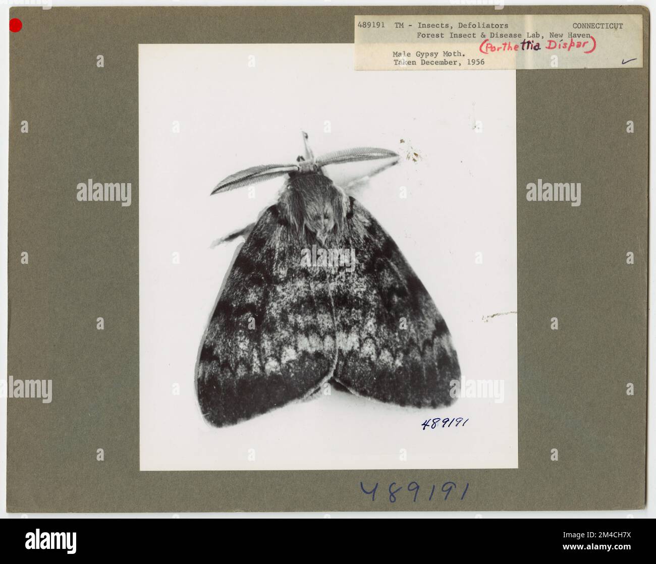 Hardwood Defoliators - All States. Photographs Relating to National ...