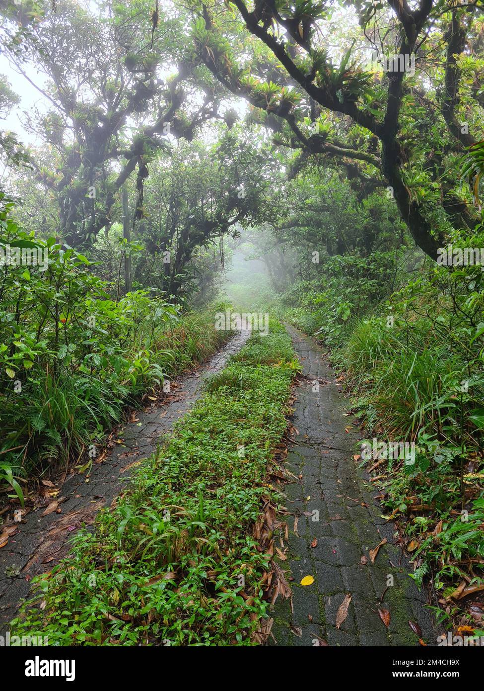 Stone road around foggy forest. Rainy forest theme Stock Photo - Alamy