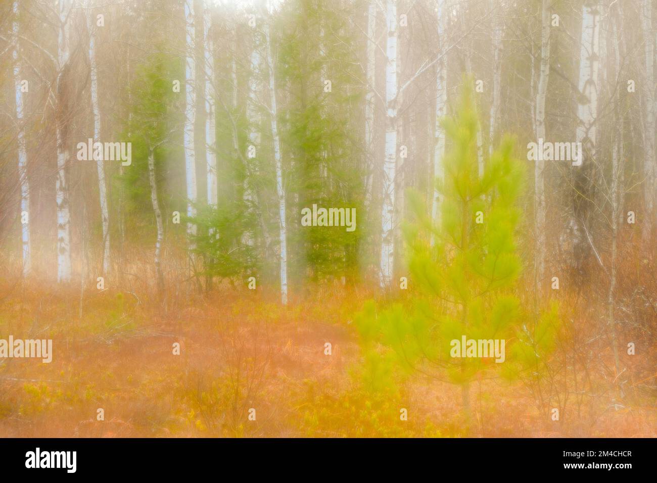 Multiple trunks tree hi-res stock photography and images - Alamy