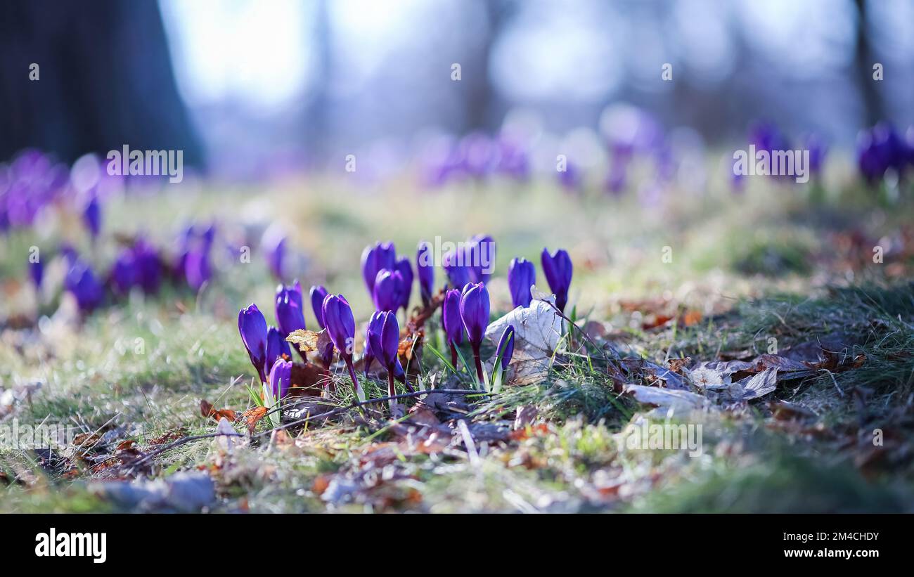 Blooming plant blue Crocus in the garden in the sunny spring day Stock ...
