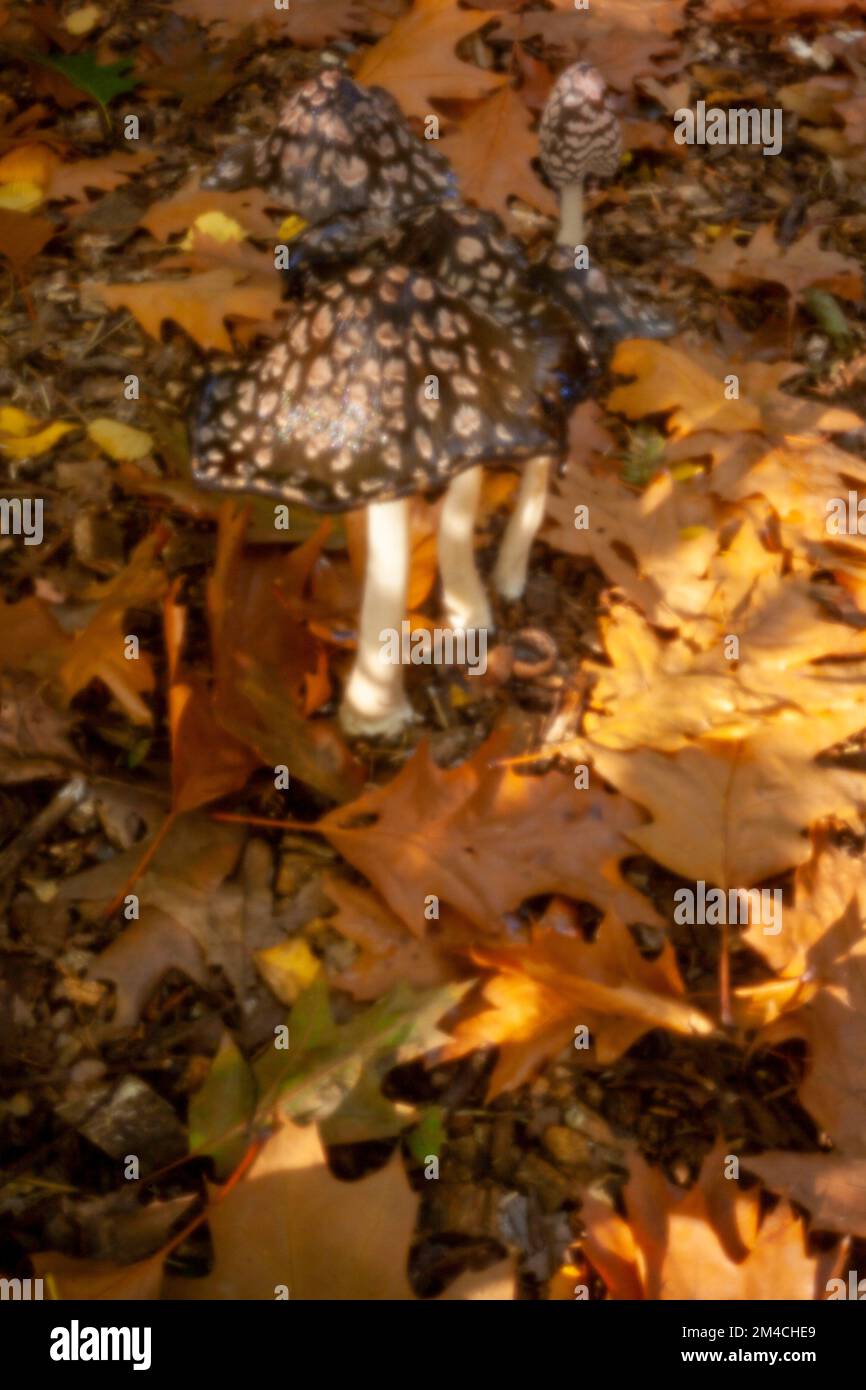 New, digital age, high resolution, intimate landscape pinhole ...