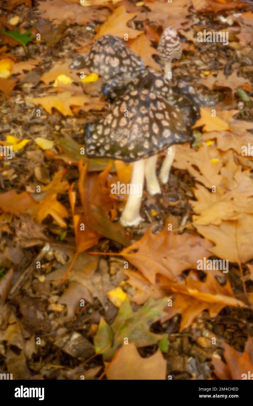 New, digital age, high resolution, intimate landscape pinhole ...