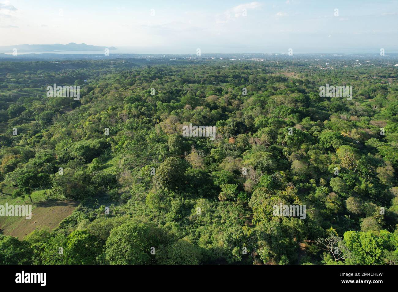 Green jungle rainforest on Managua background aerial drone view Stock ...