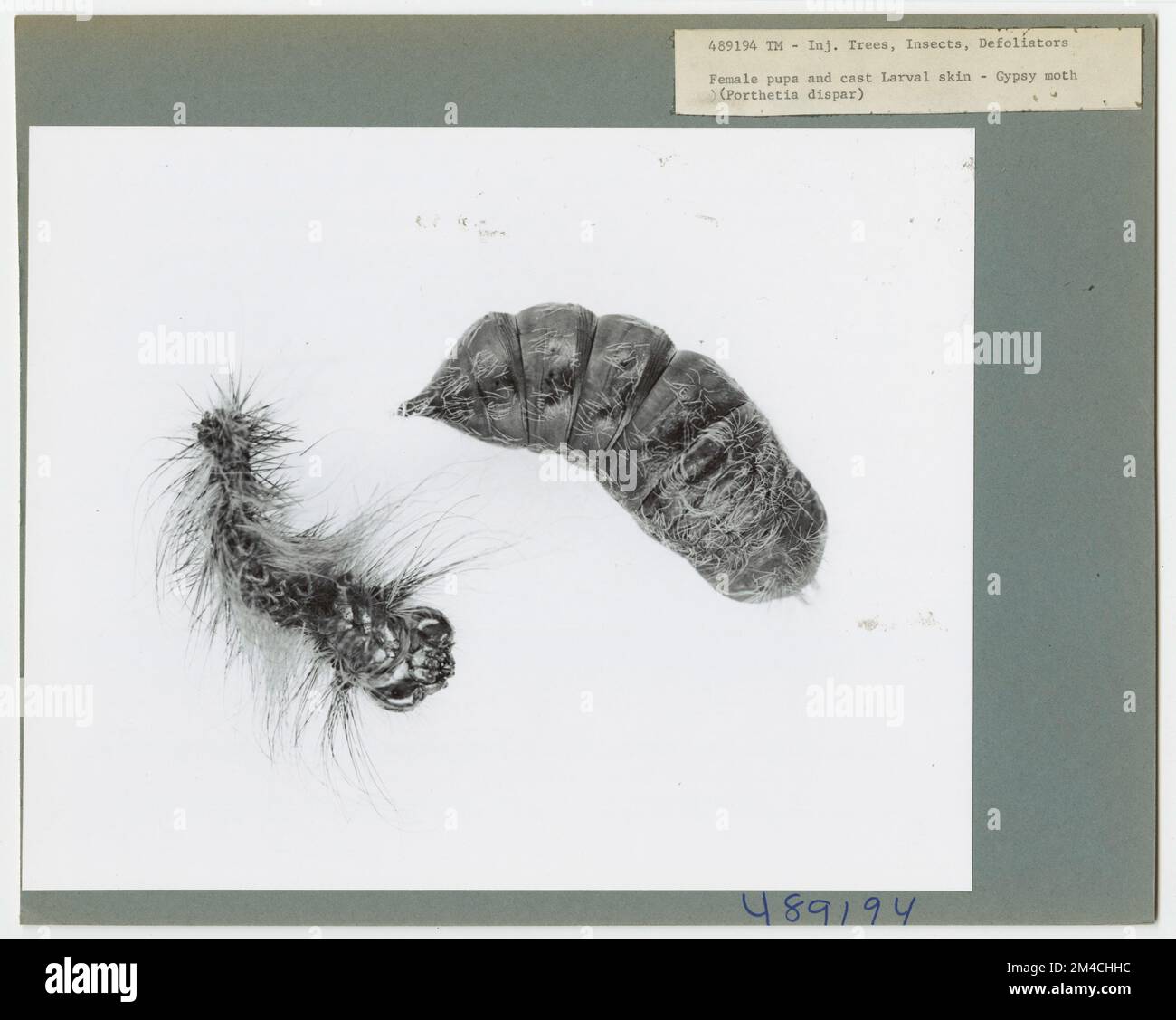 Hardwood Defoliators - All States. Photographs Relating to National ...