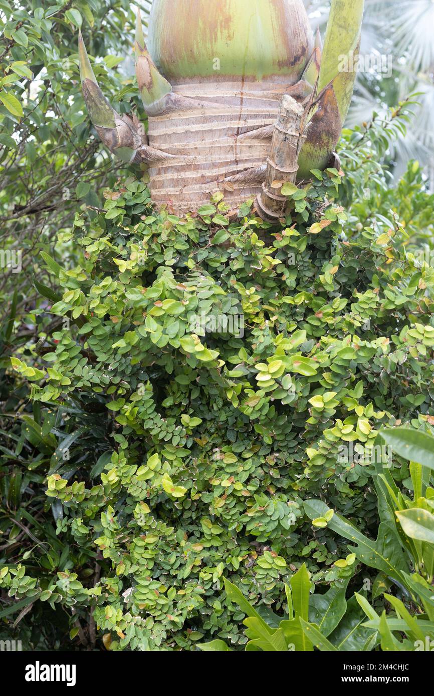 Creeping fig ficus pumila hi-res stock photography and images - Alamy