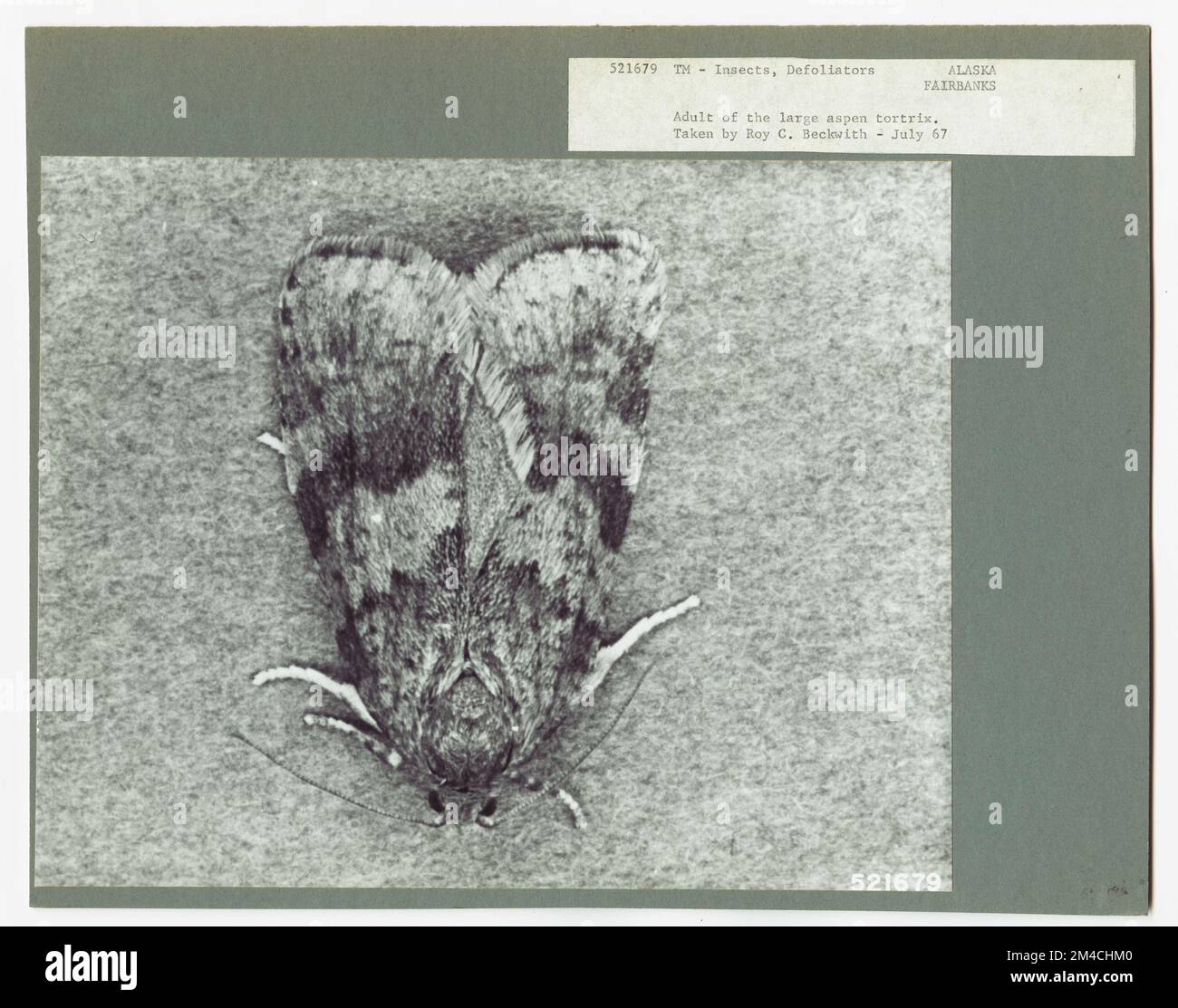 Defoliators - All States. Photographs Relating to National Forests ...
