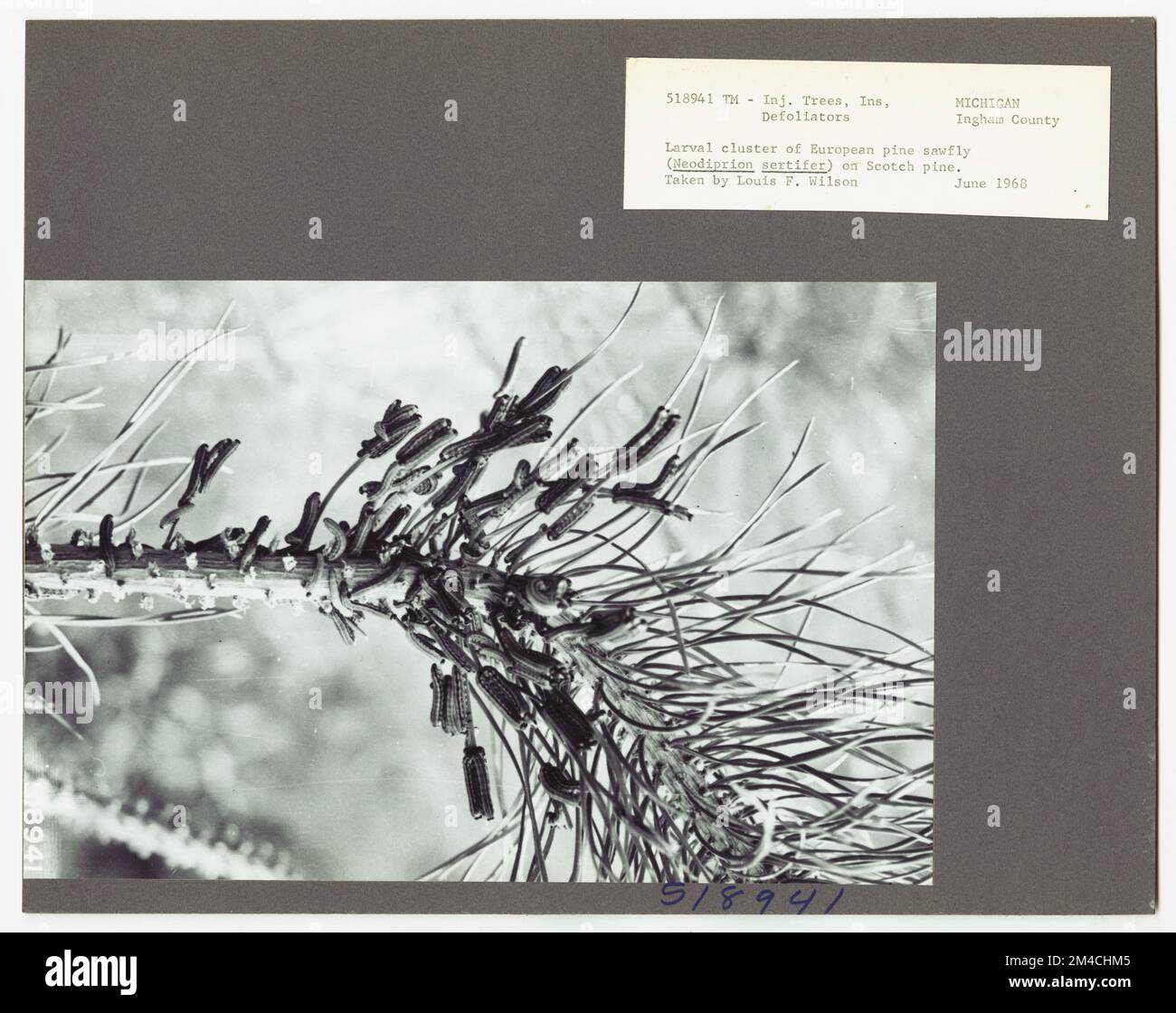 Defoliators - All States. Photographs Relating to National Forests ...