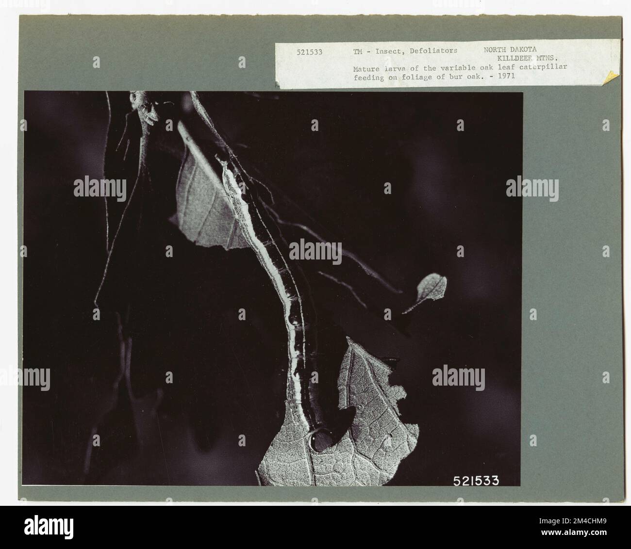Defoliators - All States. Photographs Relating to National Forests ...