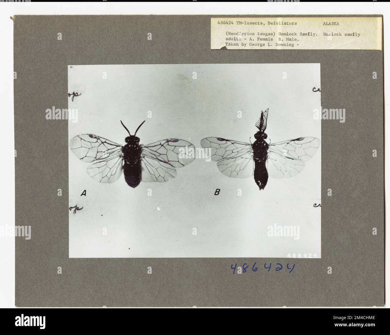 Defoliators - All States. Photographs Relating to National Forests ...