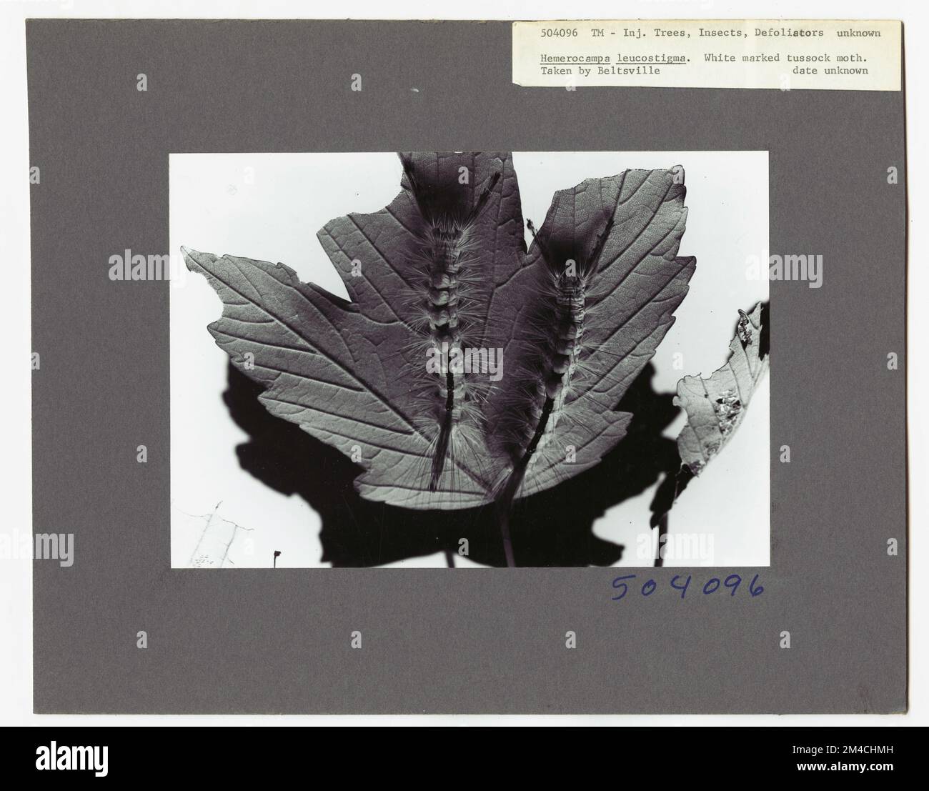 Defoliators - All States. Photographs Relating to National Forests ...