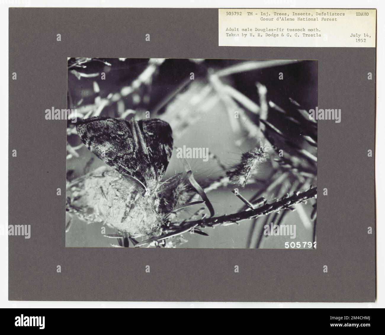 Defoliators - All States. Photographs Relating to National Forests ...