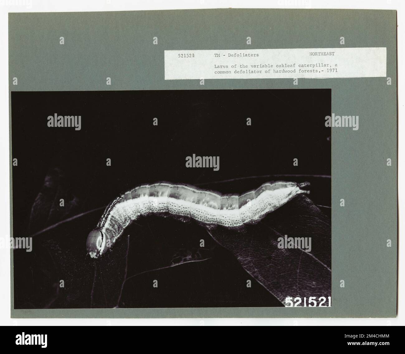 Defoliators - All States. Photographs Relating to National Forests ...