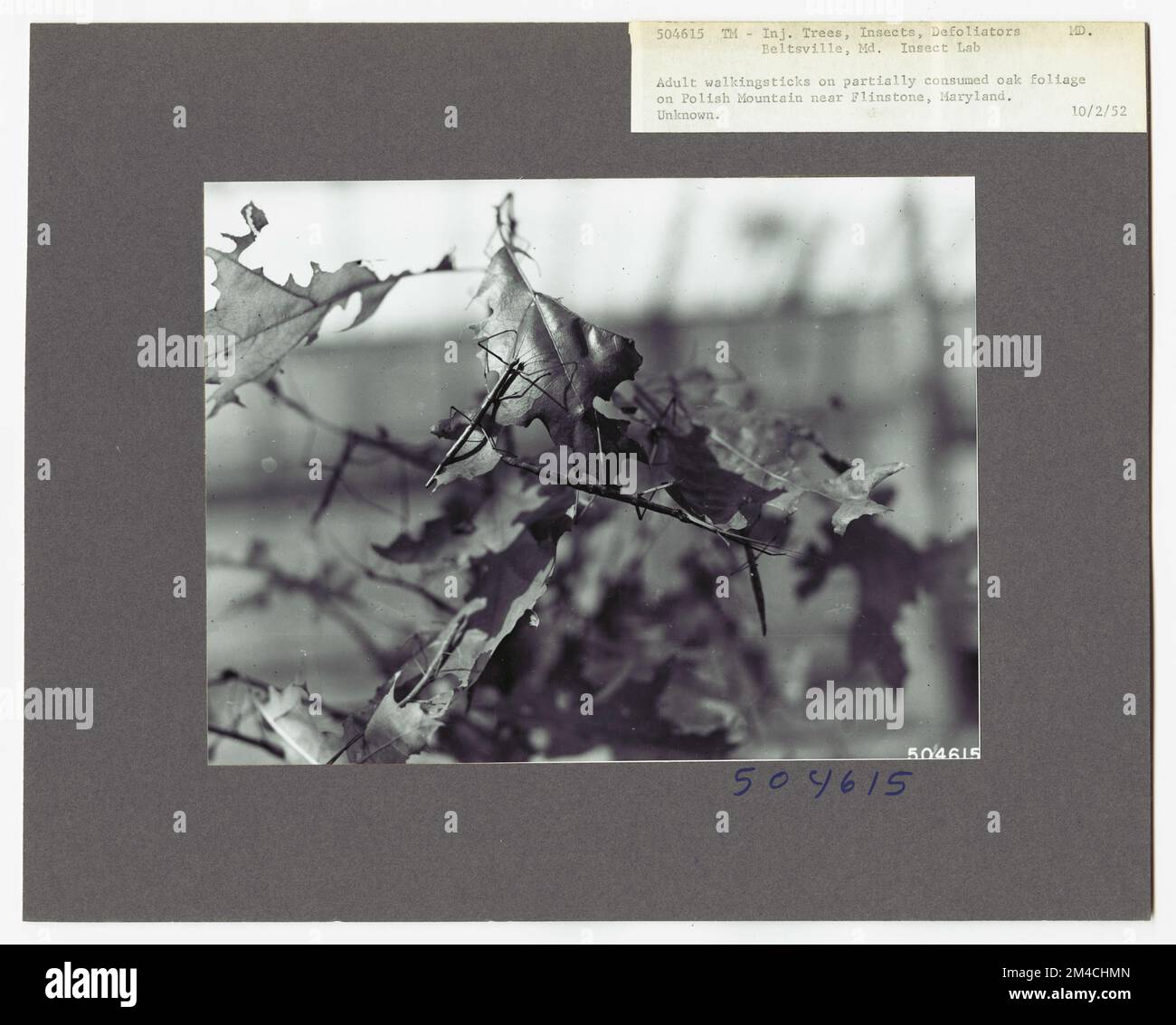 Defoliators - All States. Photographs Relating to National Forests ...